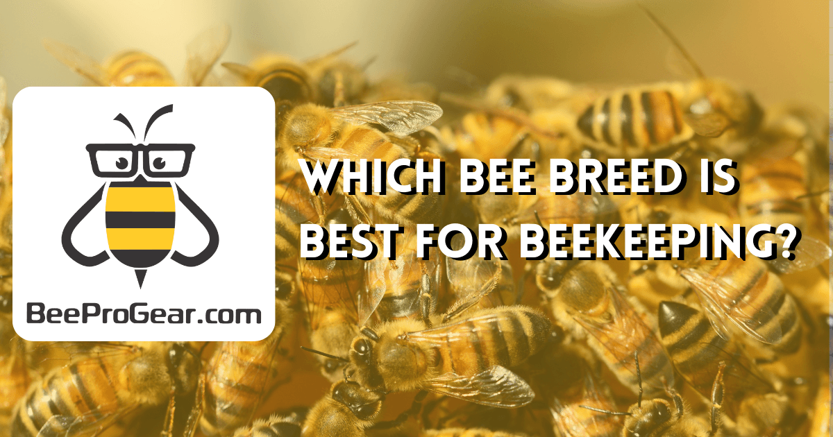 Which Bee Breed is best for Beekeeping? – BeeProGear®️