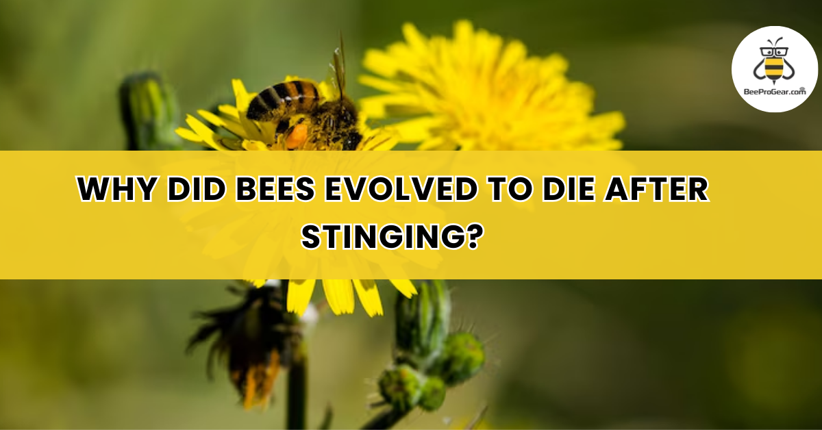 beeprogear_blog_banner_19_1200x1200.png?v=1746456304